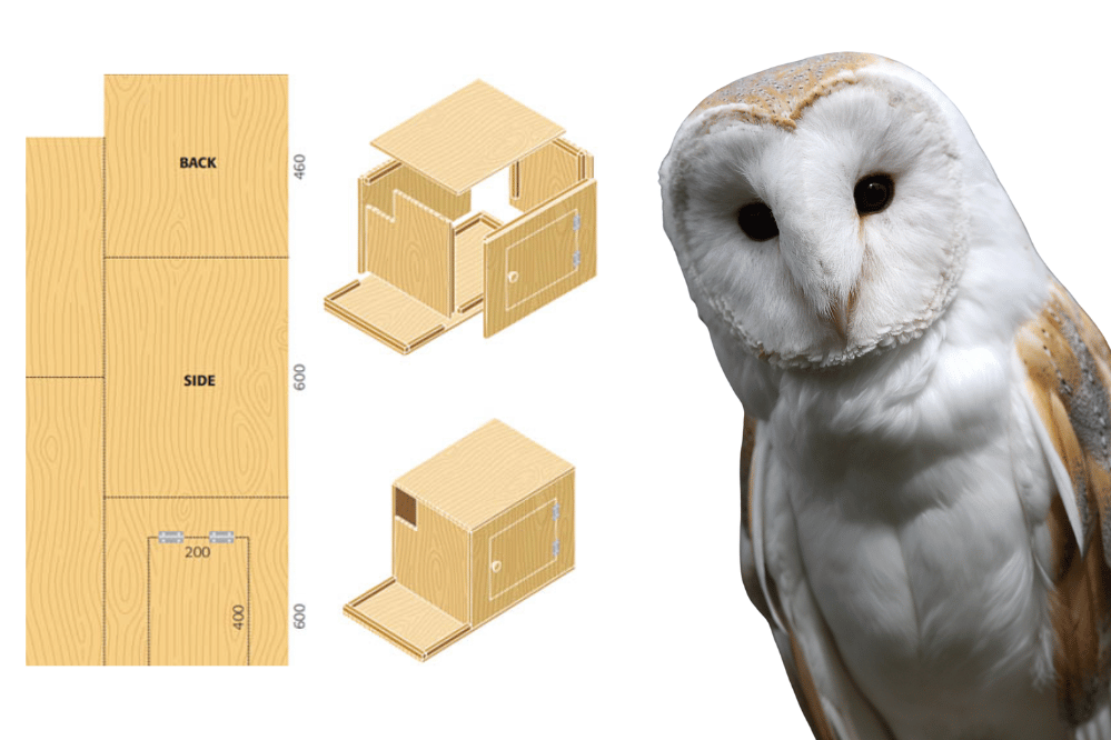 Barn Owl | BTO